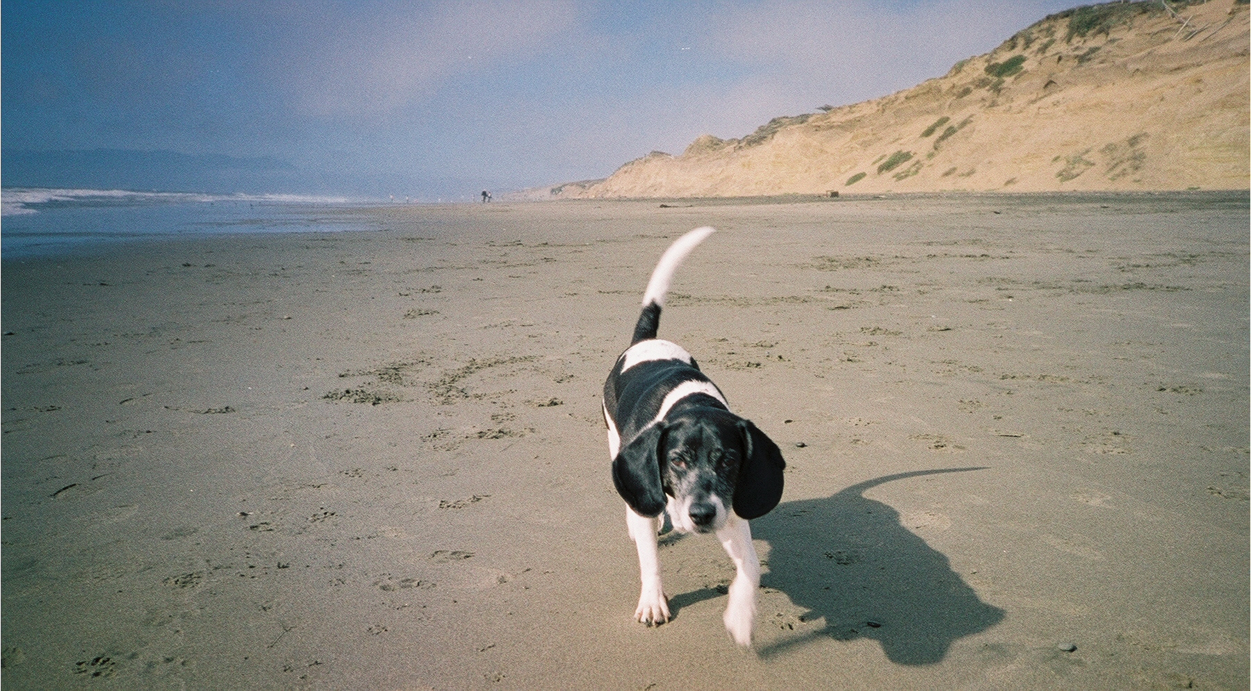 FurEver Family, LLC – Improving families one pet at a time.